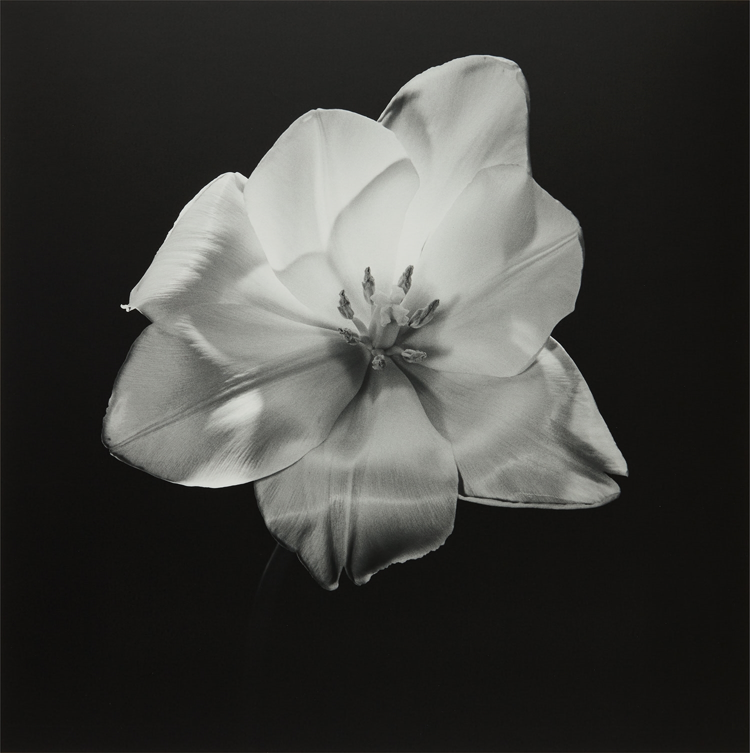 Robert Mapplethorpe | Tulip (1985) | MutualArt