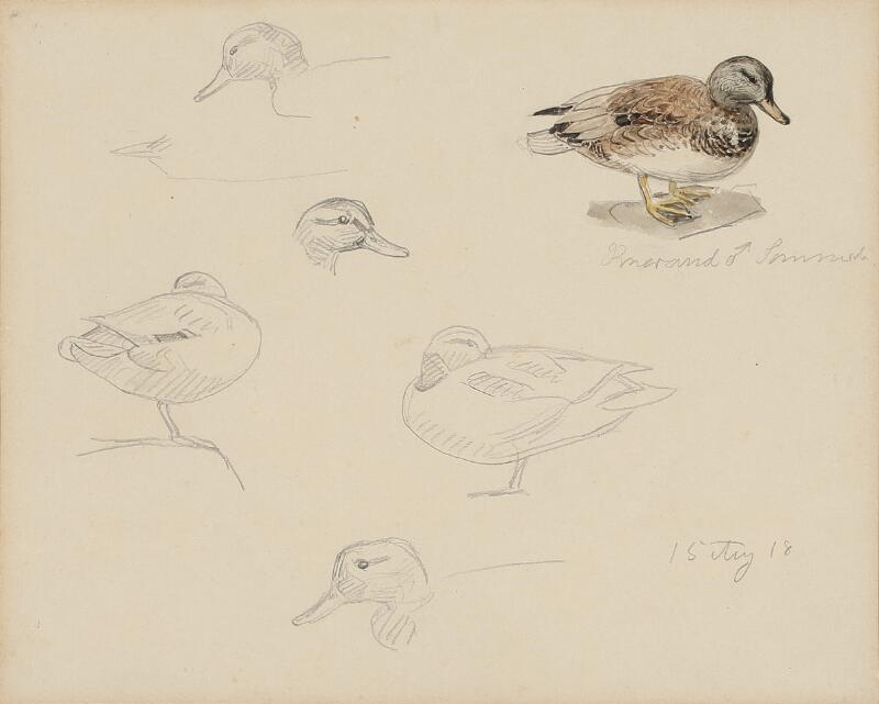 Johannes Larsen | Studies of a gadwall (1918) | MutualArt