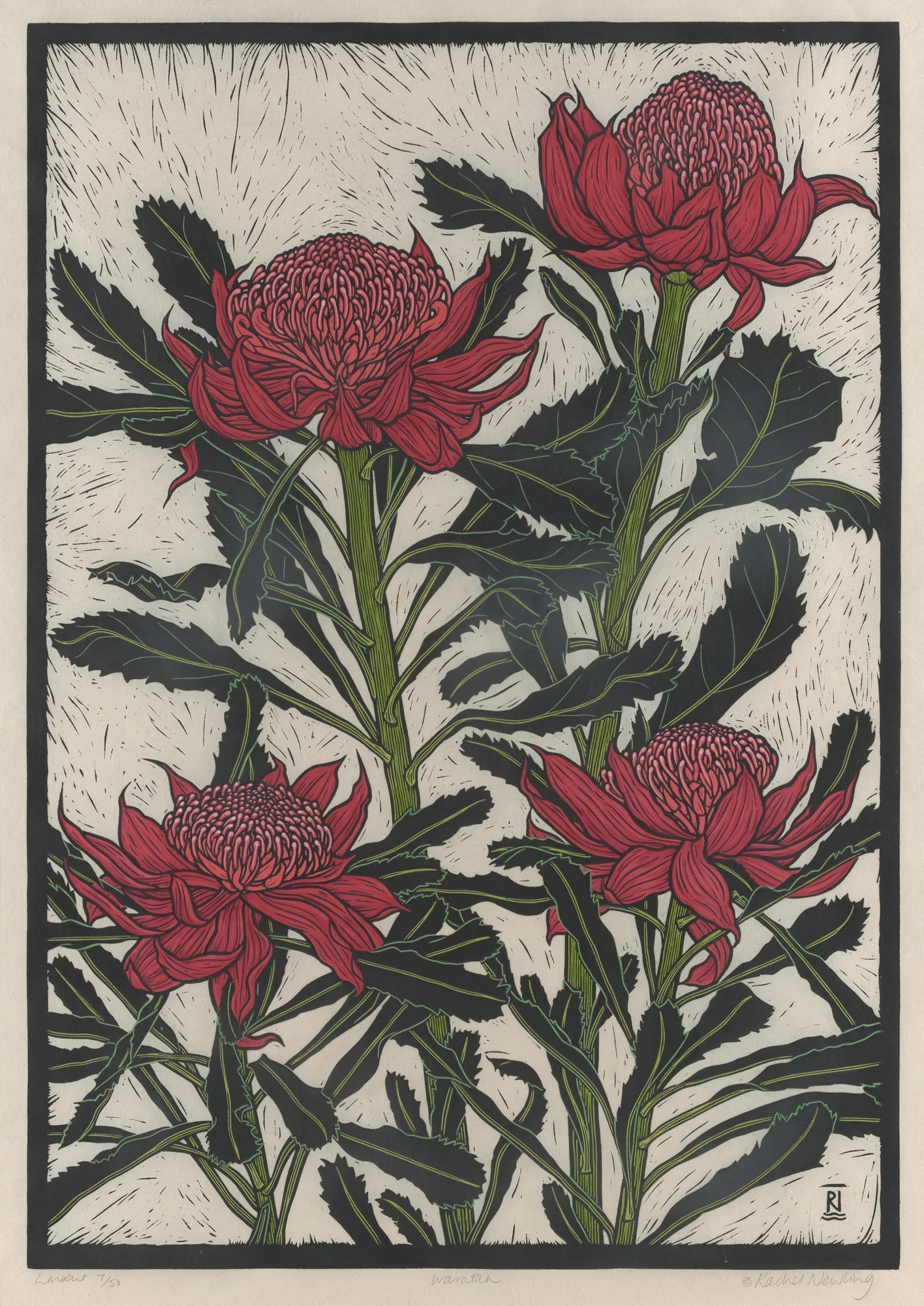 Rachel Newling | Waratah | MutualArt