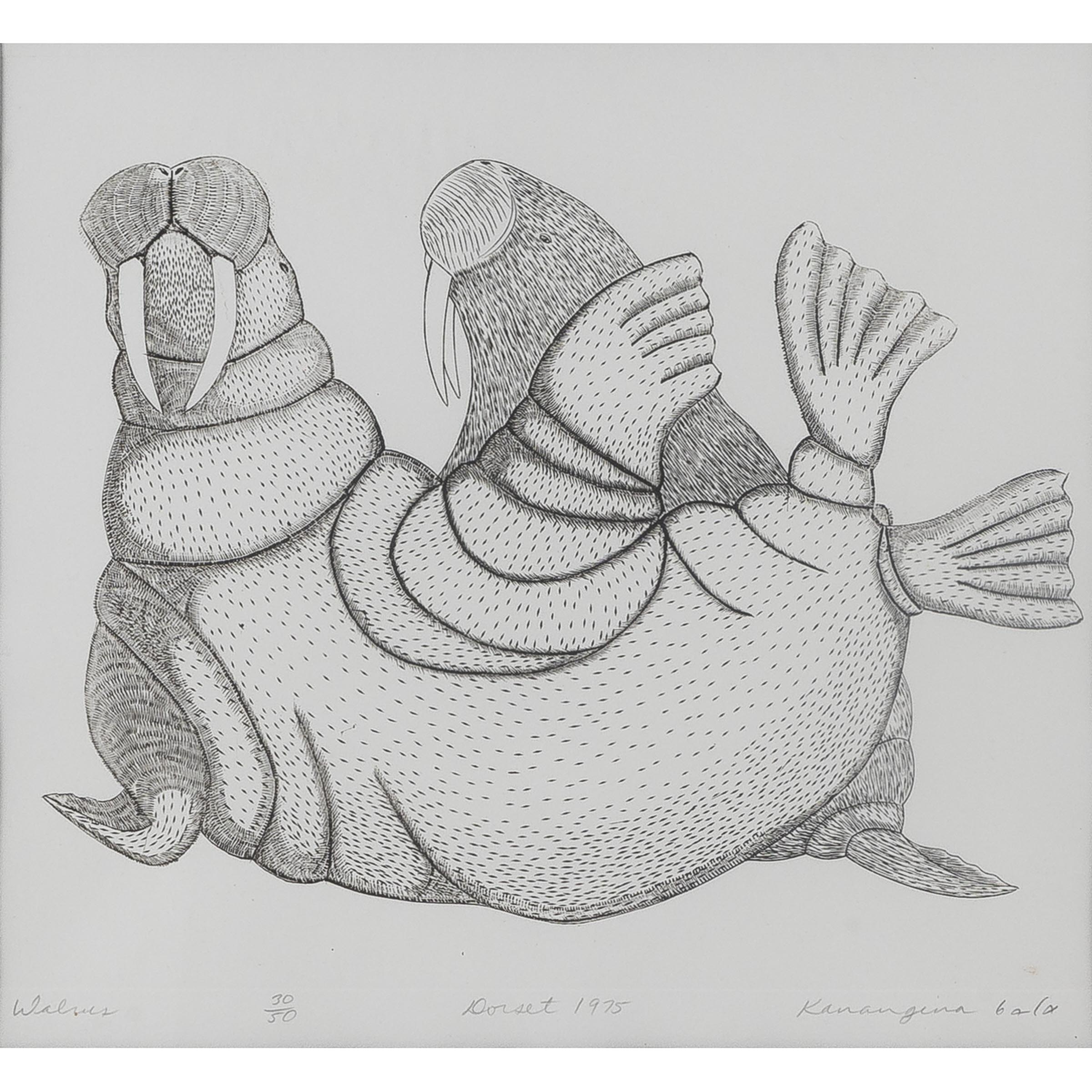 Walrus Pencil Drawing
