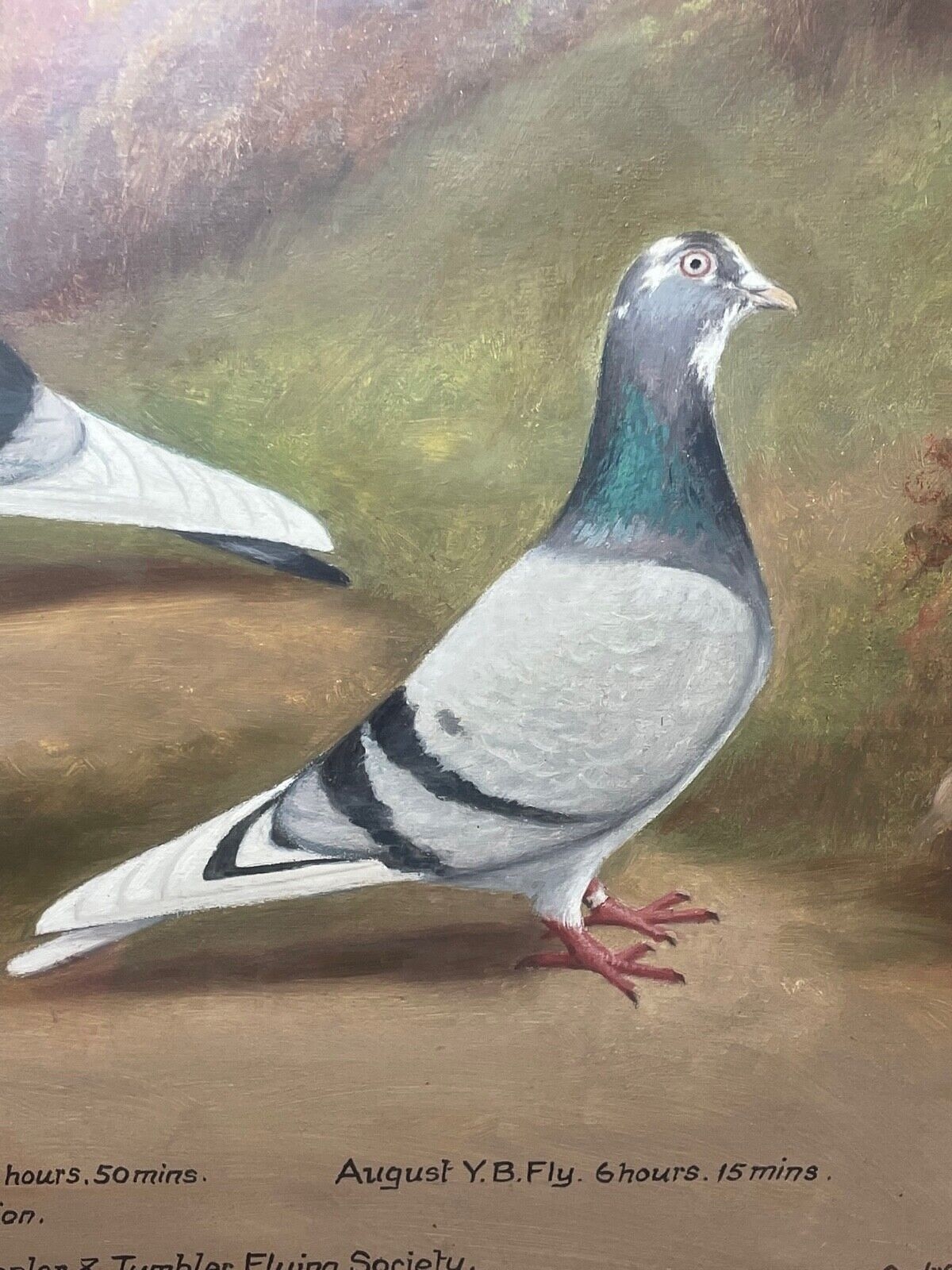Andrew Beer | 3 RACING PIGEONS OIL PAINTING (1929) | MutualArt