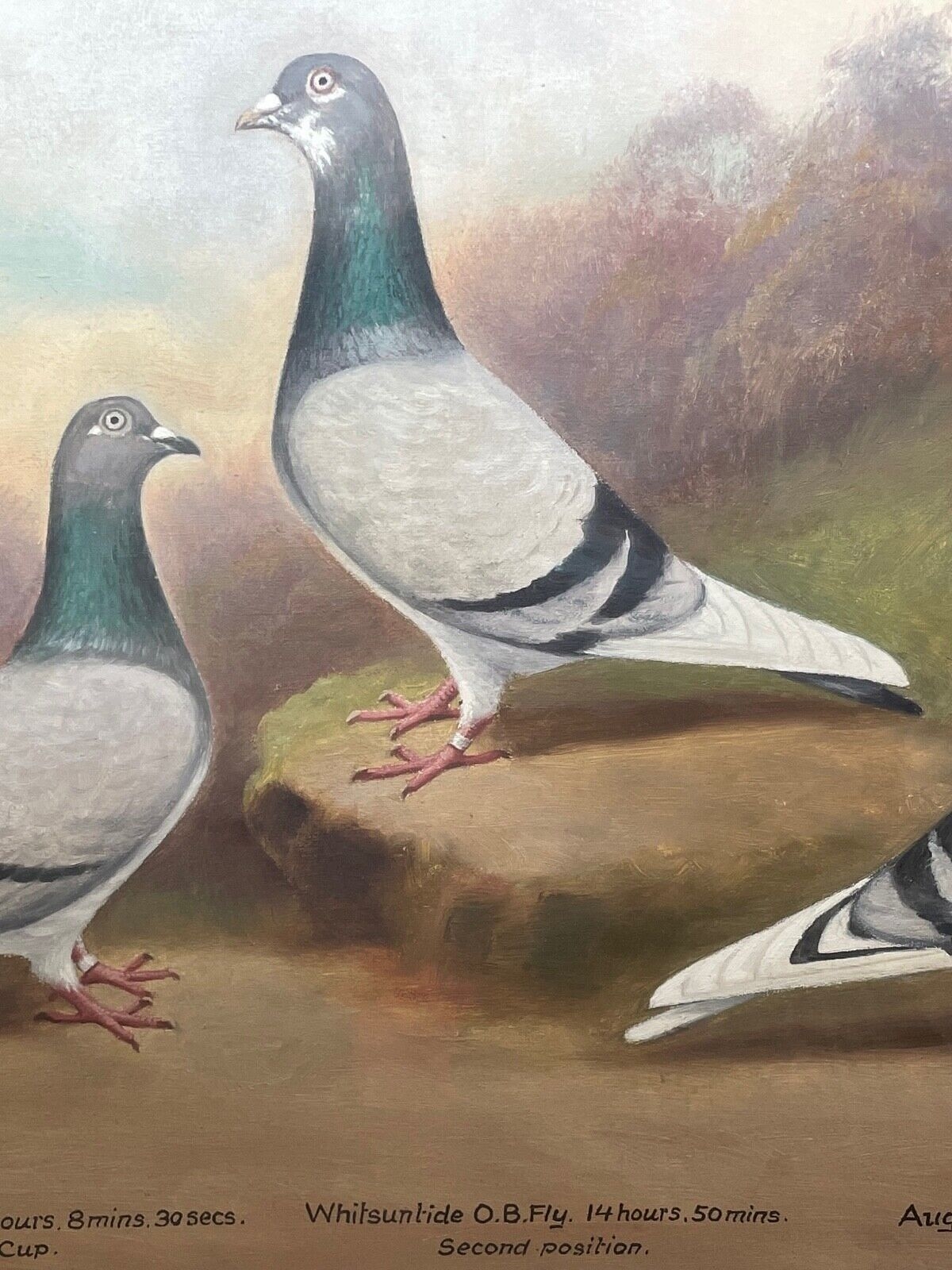 Andrew Beer | 3 RACING PIGEONS OIL PAINTING (1929) | MutualArt