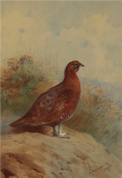 Archibald Thorburn | A grouse in a landscape (1907) | MutualArt