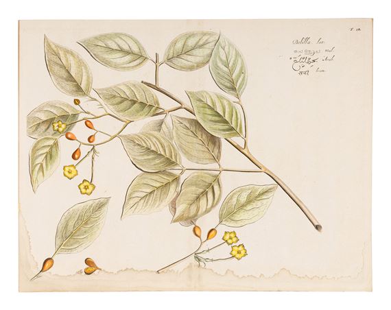 Henrik Draakestein | 6 engraved plates from Hortus Indicus Malabaricus ...