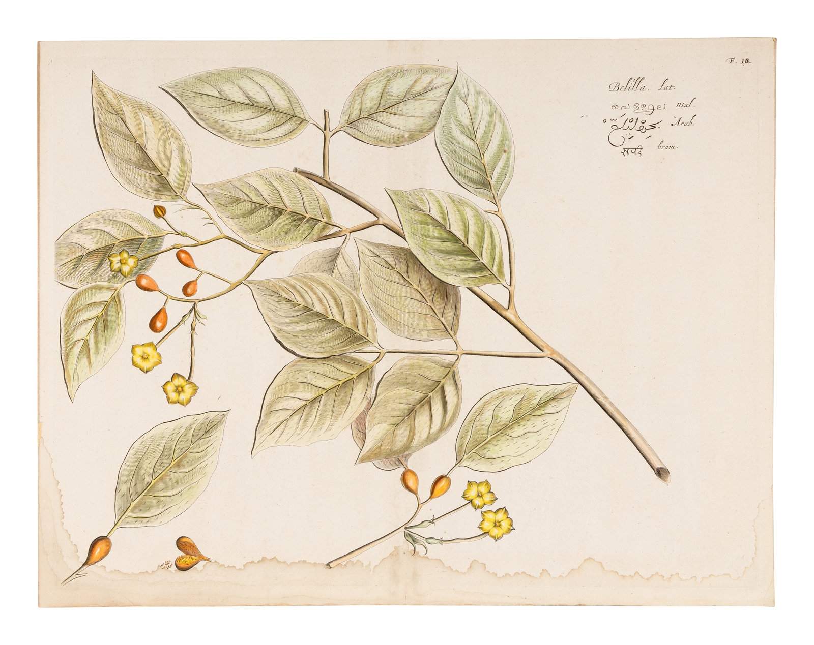 Henrik Draakestein | 6 engraved plates from Hortus Indicus Malabaricus ...