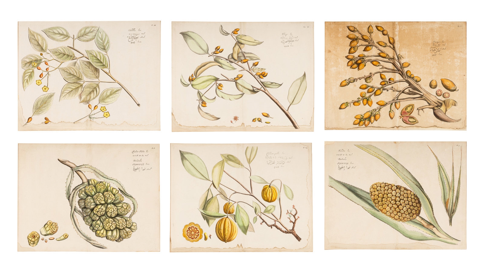 Henrik Draakestein | 6 engraved plates from Hortus Indicus Malabaricus ...