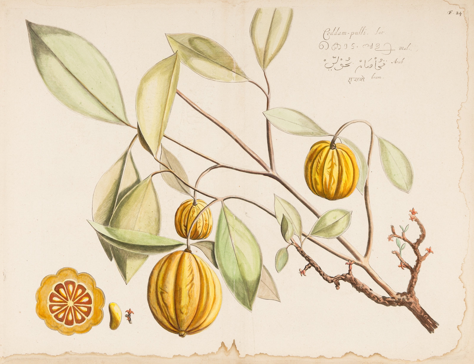 Henrik Draakestein | 6 engraved plates from Hortus Indicus Malabaricus ...