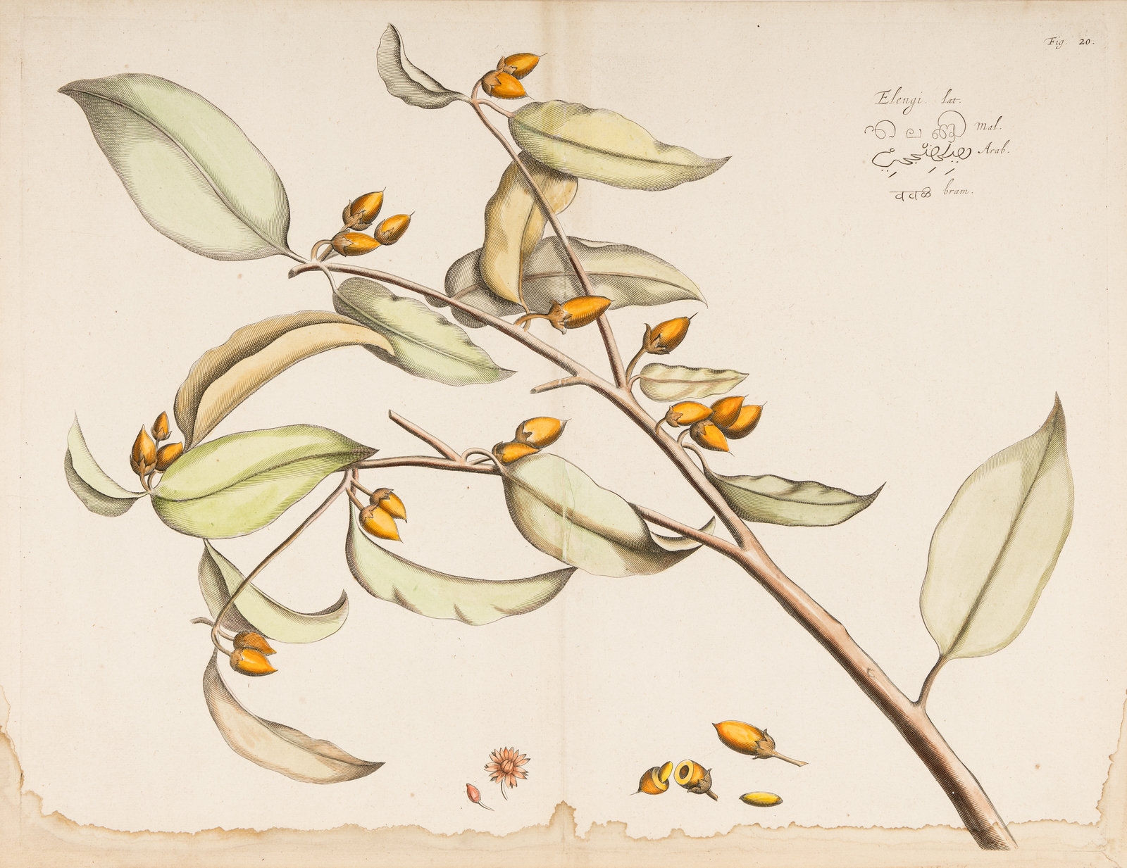 Henrik Draakestein | 6 engraved plates from Hortus Indicus Malabaricus ...