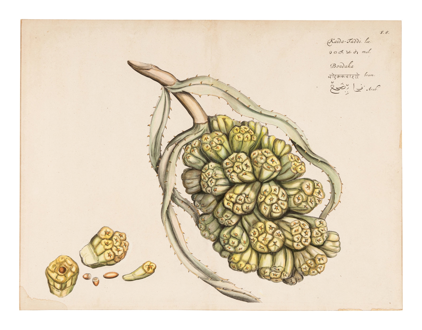 Henrik Draakestein | 6 engraved plates from Hortus Indicus Malabaricus ...