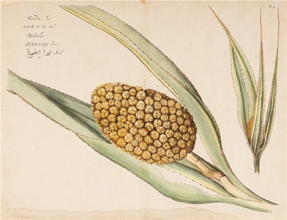 Henrik Draakestein | 6 engraved plates from Hortus Indicus Malabaricus ...