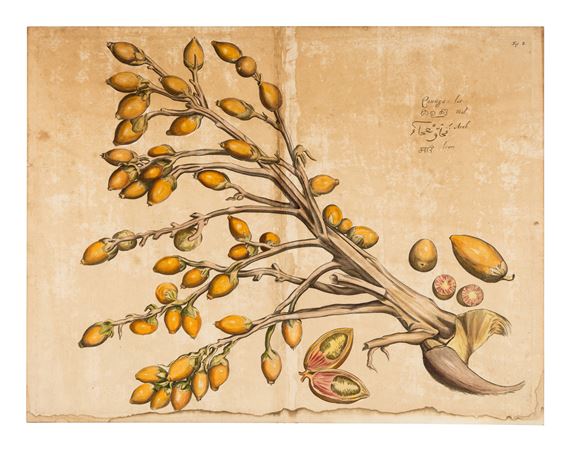 Henrik Draakestein | 6 engraved plates from Hortus Indicus Malabaricus ...