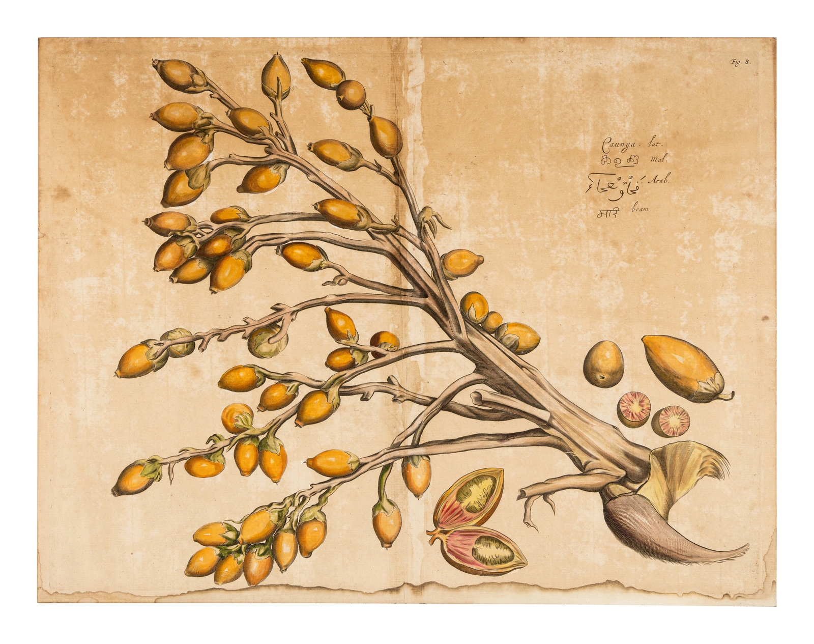 Henrik Draakestein | 6 engraved plates from Hortus Indicus Malabaricus ...