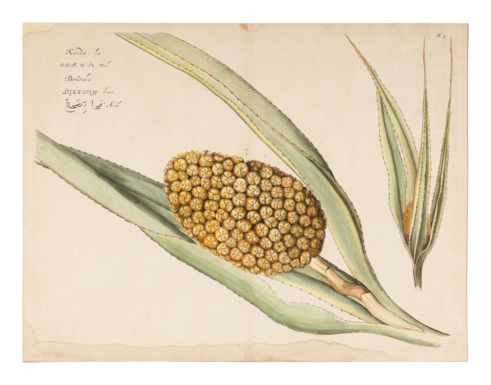 Henrik Draakestein | 6 engraved plates from Hortus Indicus Malabaricus ...