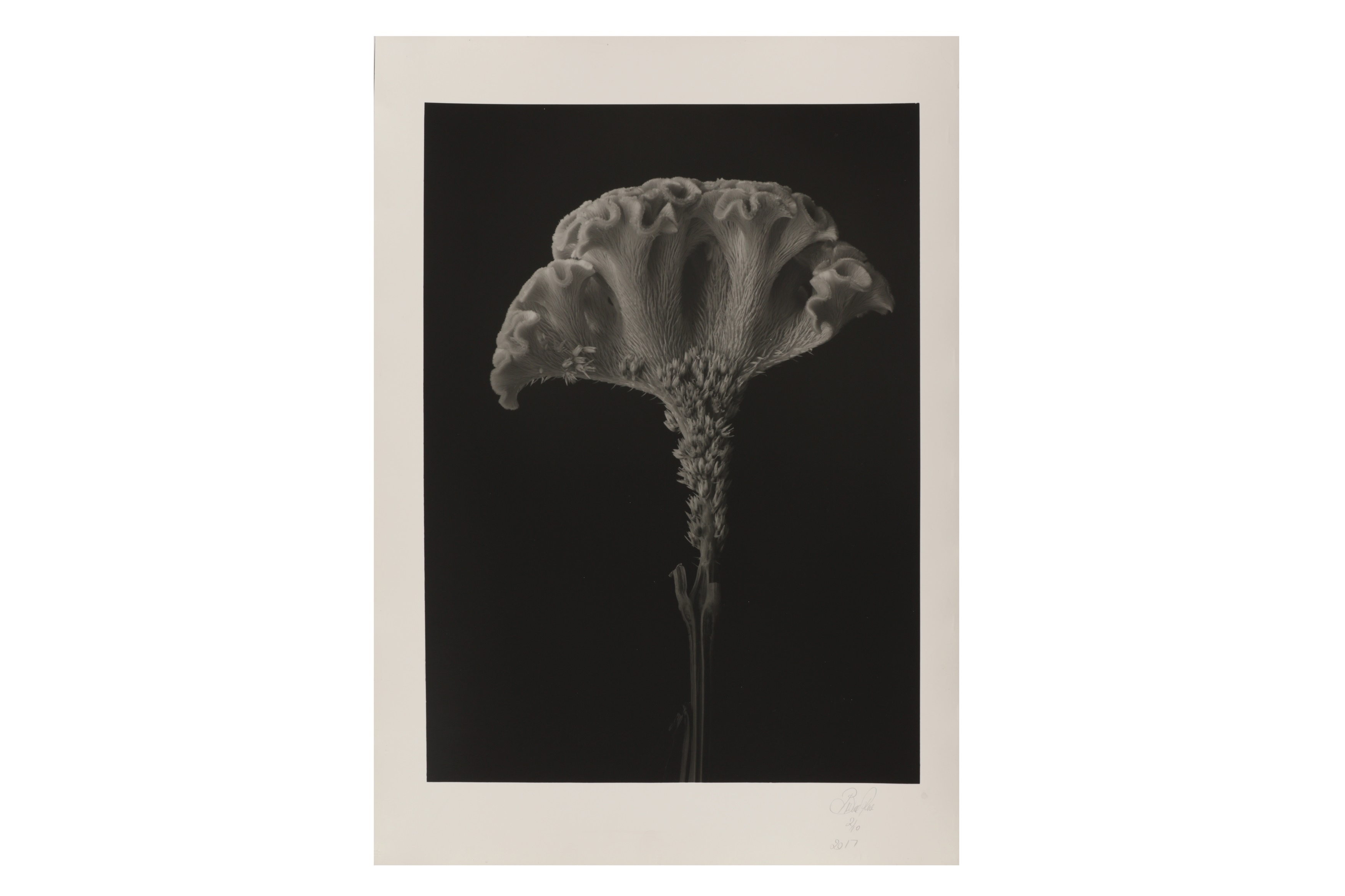 Bruce Rae | CELOSIA (2017) | MutualArt