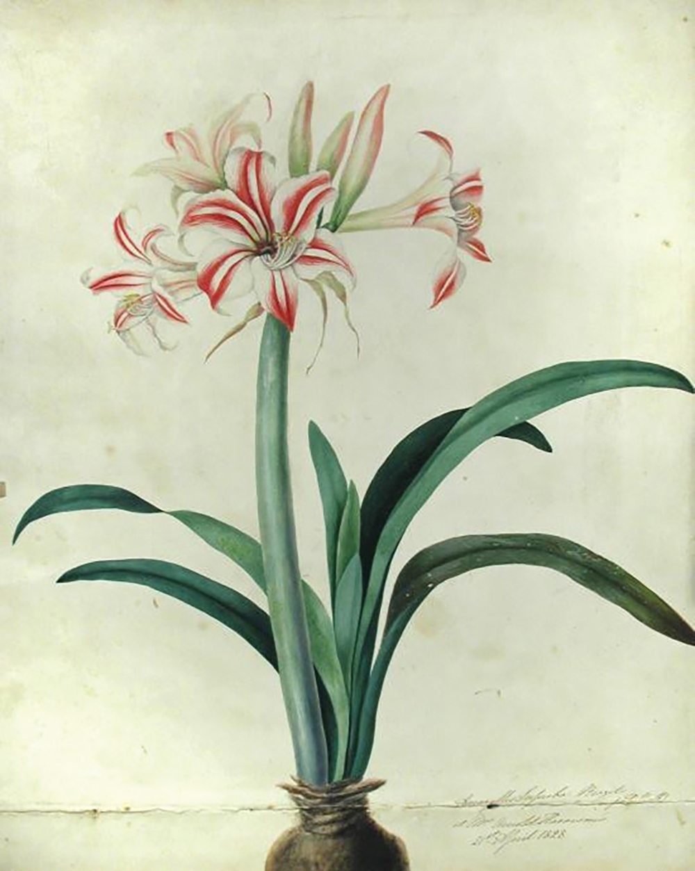 Priscilla Susan Bury | an Amaryllis by a World Class Artist | MutualArt
