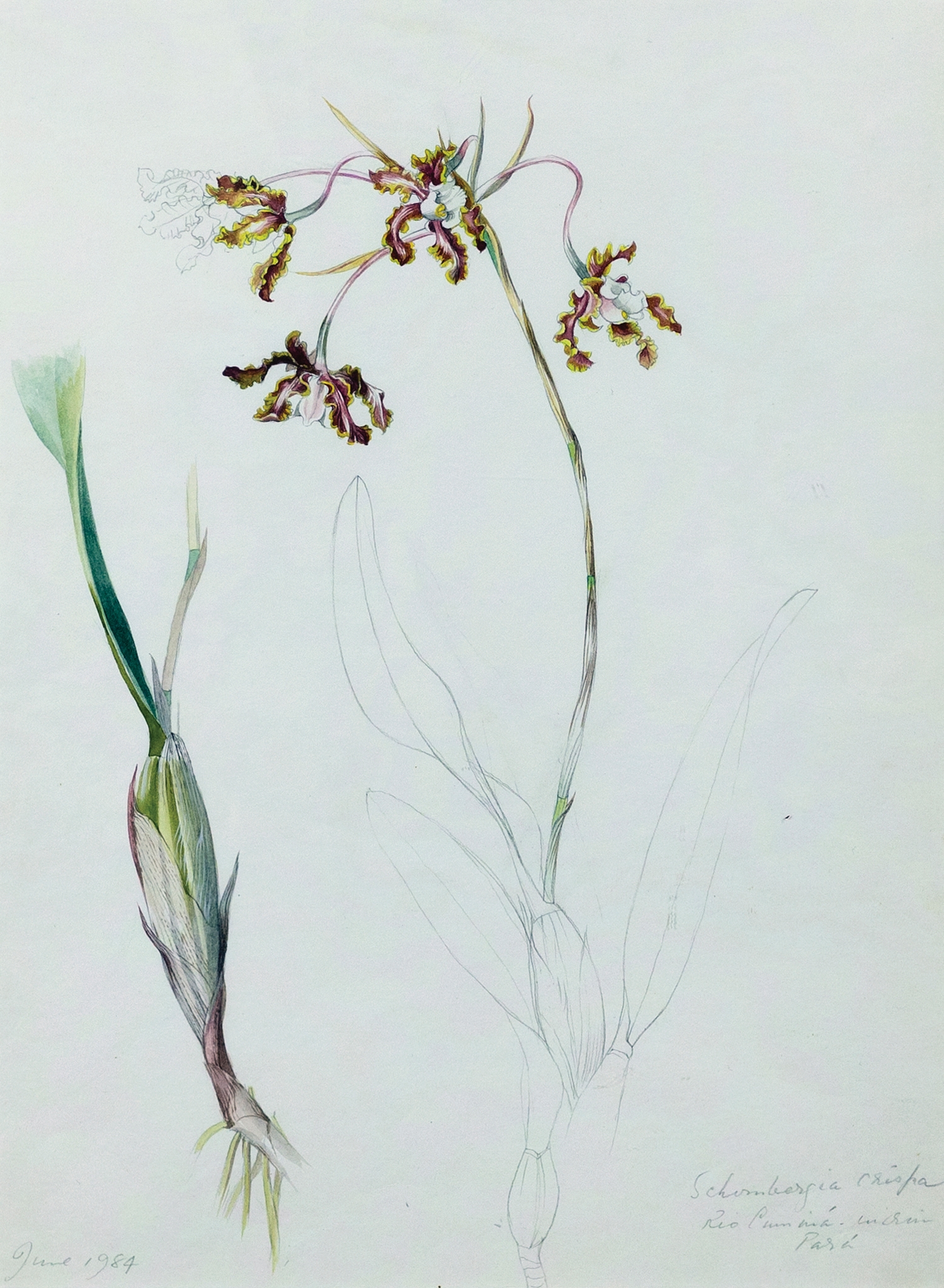 Margaret Mee | Orchids (1984) | MutualArt