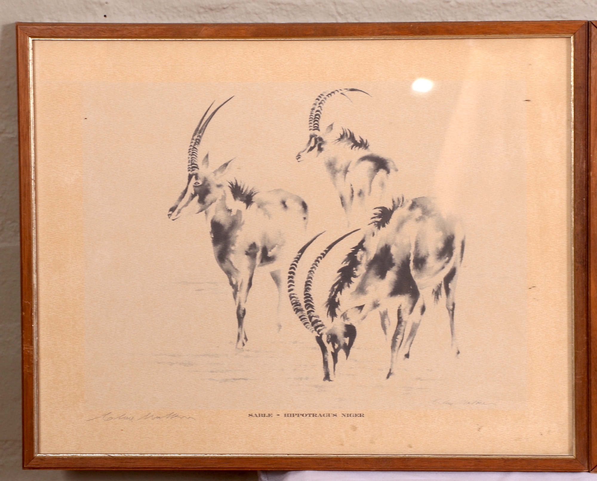 Clive Walker | WILDLIFE | MutualArt
