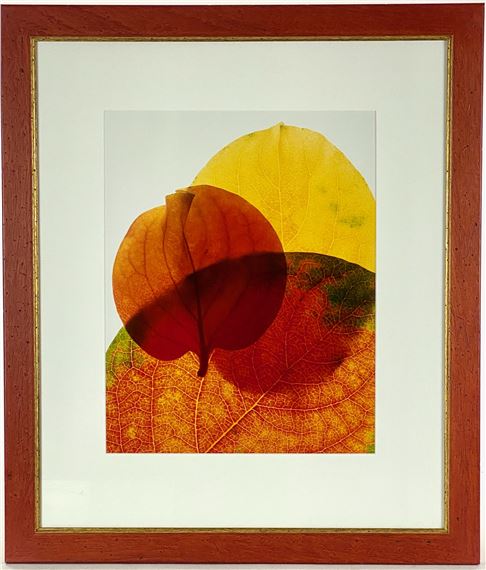 Carol Henry | Florachrome Monoprint of Leaves | MutualArt