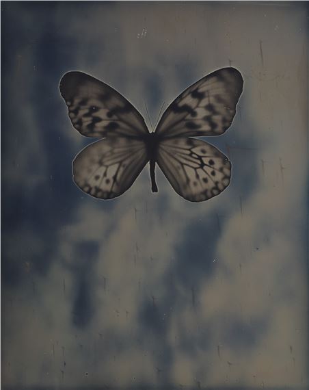 Adam Fuss | ARK (2005) | MutualArt