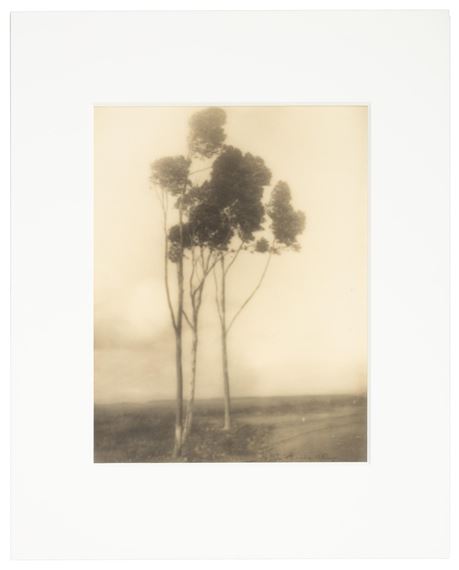 Leopold Hugo | [Tree in Wind] (Circa 1910) | MutualArt