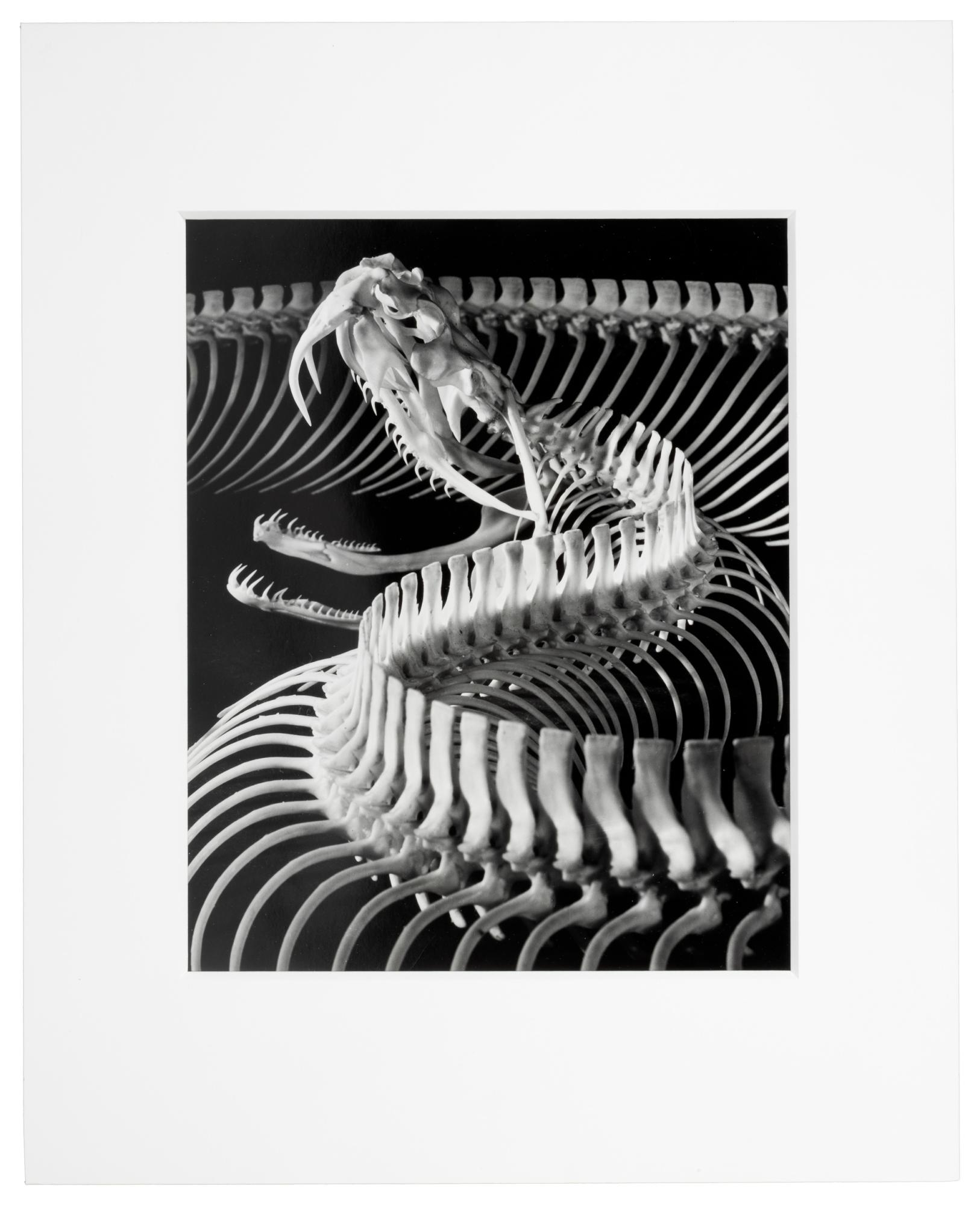 Andreas Feininger | The Skeleton of a Gaboon Viper, 1952 (1975) | MutualArt