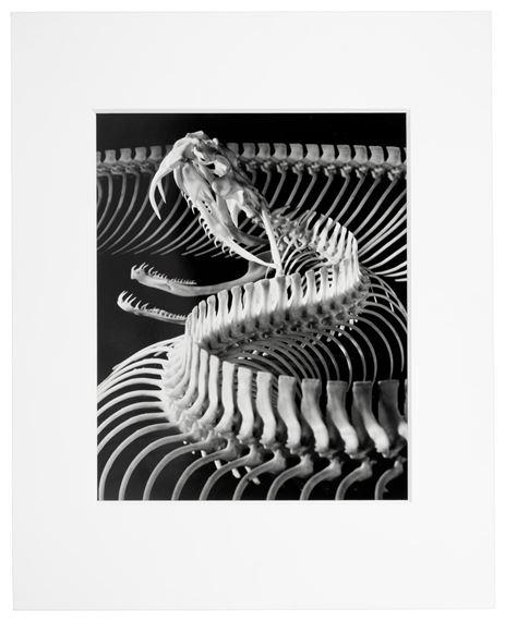 Andreas Feininger | The Skeleton of a Gaboon Viper, 1952 (1975) | MutualArt