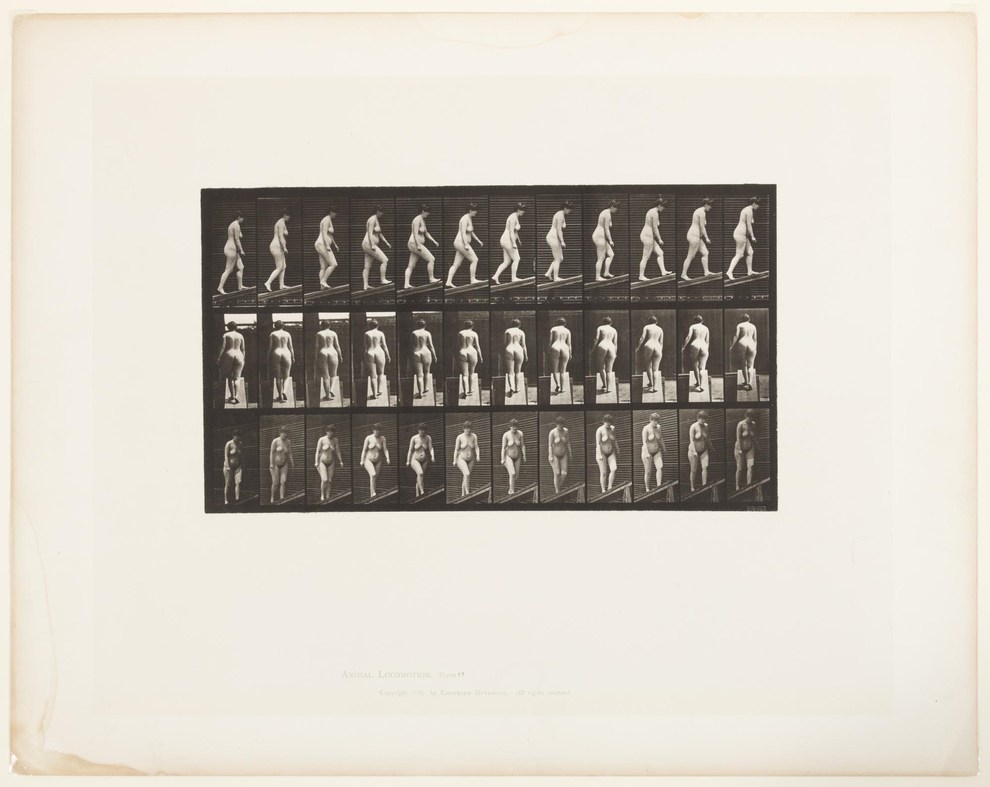 Eadweard Muybridge | Collotype plate from Animal Locomotion (1887 ...