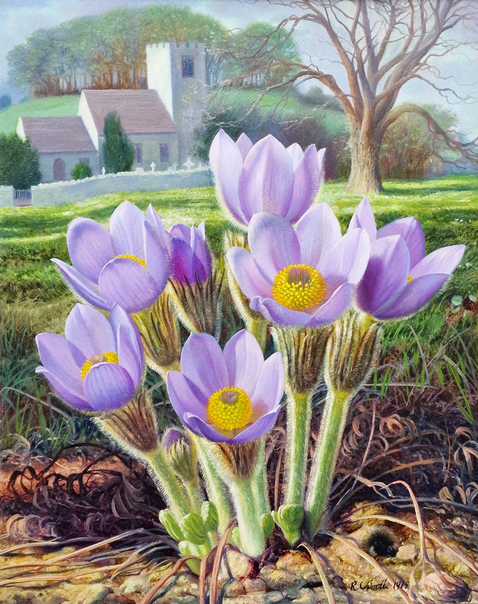 Raymond Booth | “Pulsatilla ‘Budapest ” | MutualArt