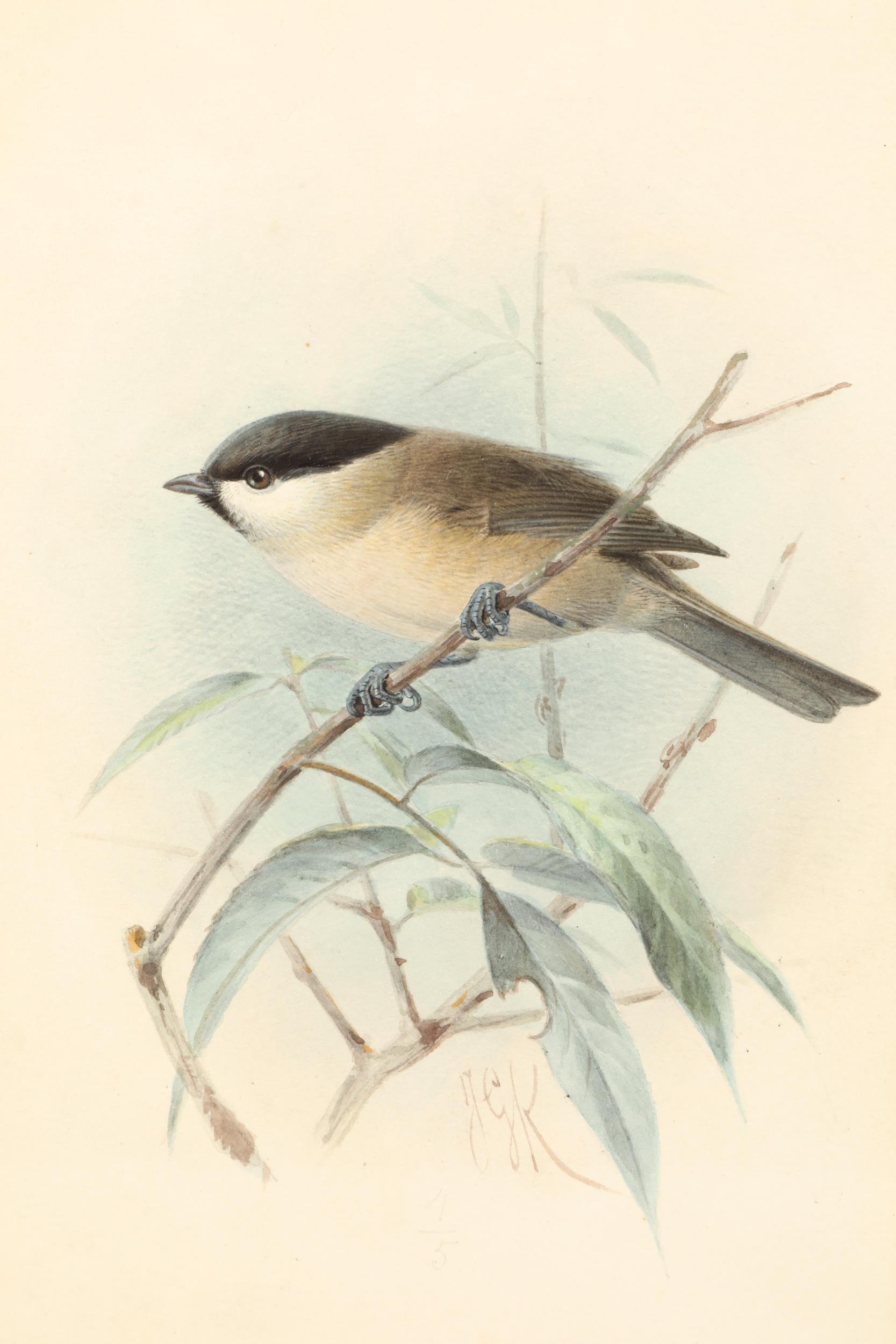 Johannes Gerardus Keulemans | 'House Martin' | MutualArt