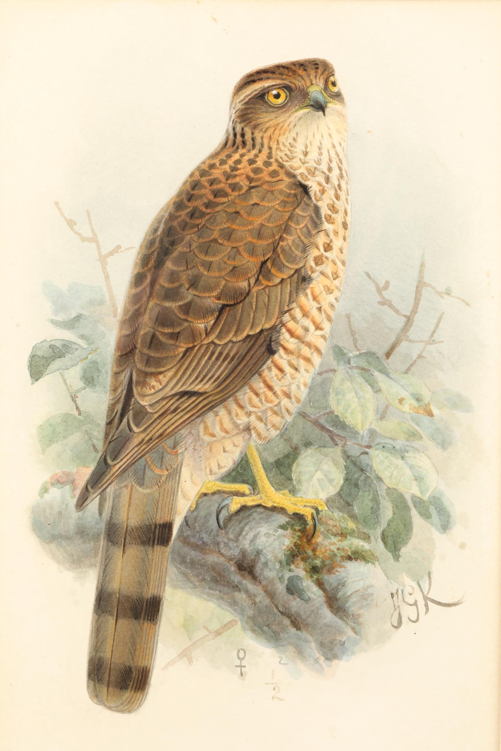 Johannes Gerardus Keulemans | 'House Martin' | MutualArt