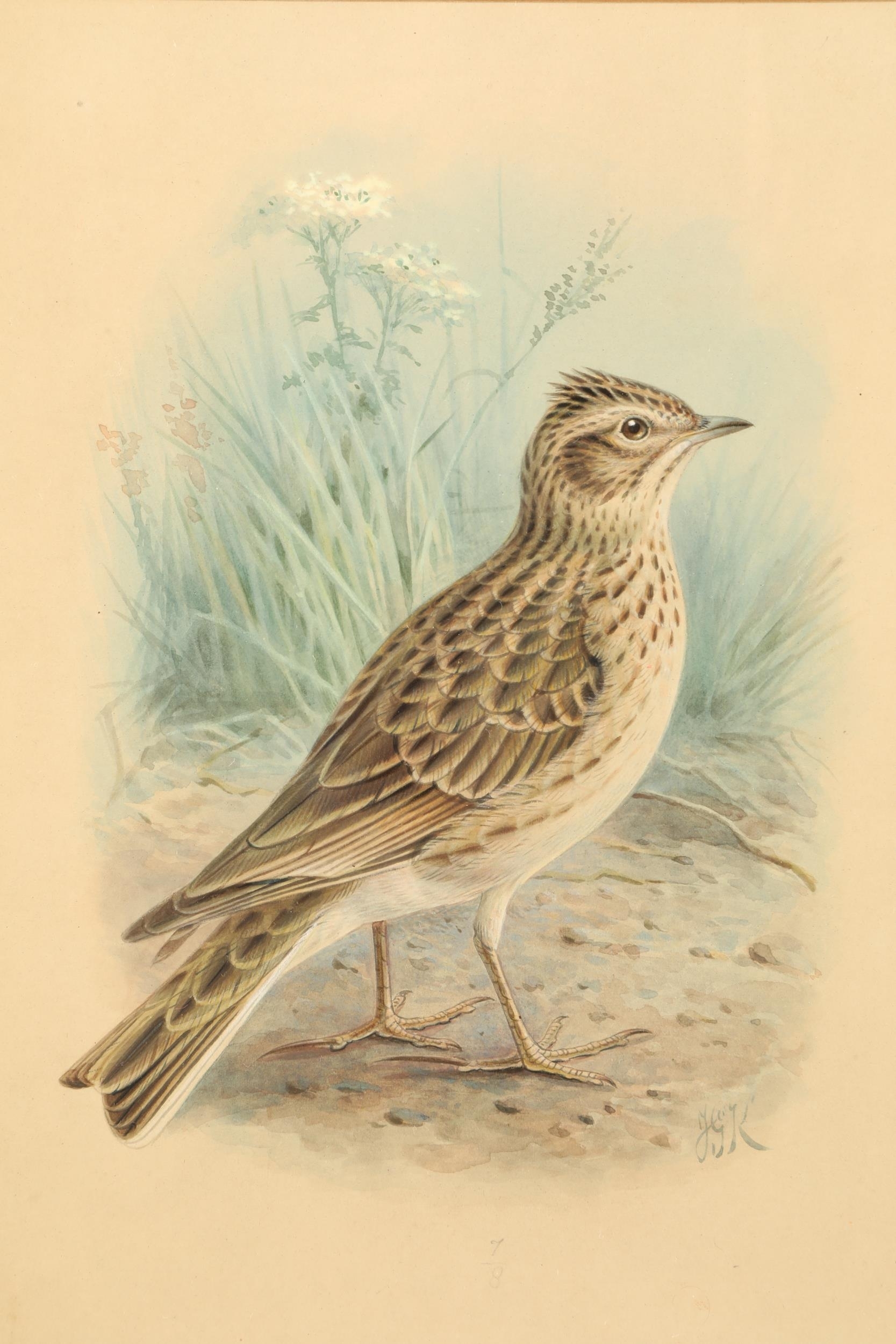 Johannes Gerardus Keulemans | 'House Martin' | MutualArt