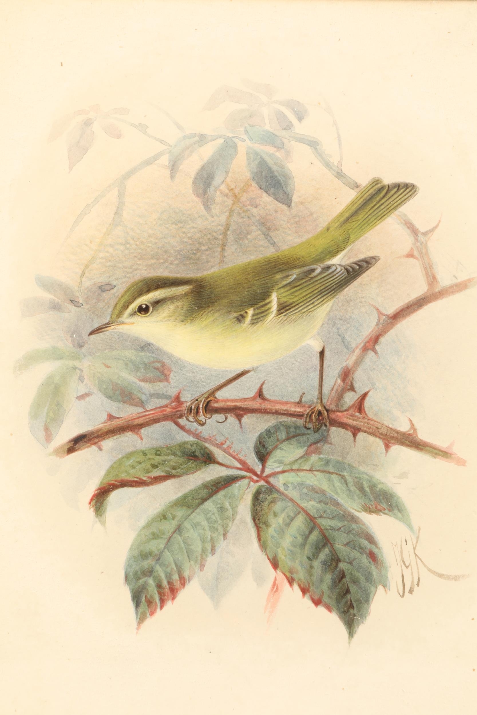 Johannes Gerardus Keulemans | 'House Martin' | MutualArt