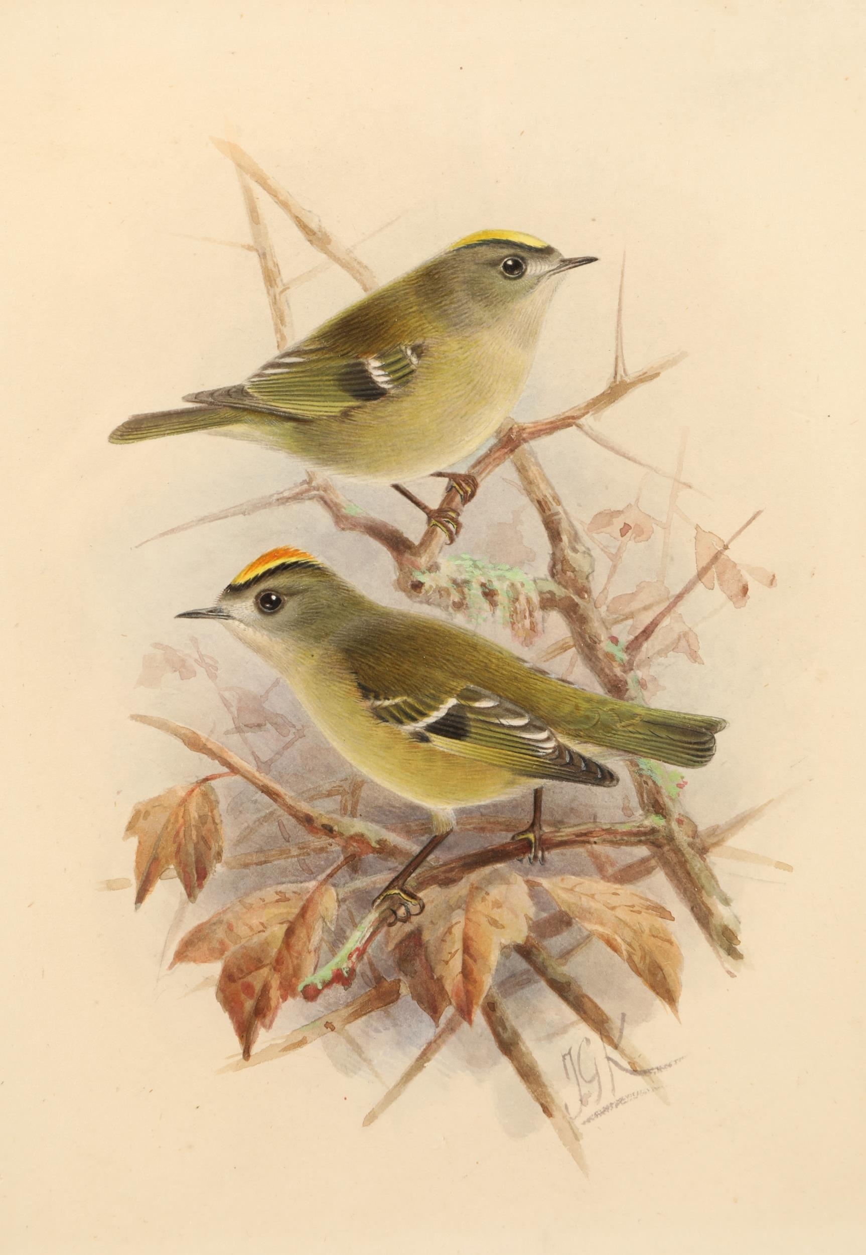 Johannes Gerardus Keulemans | 'House Martin' | MutualArt