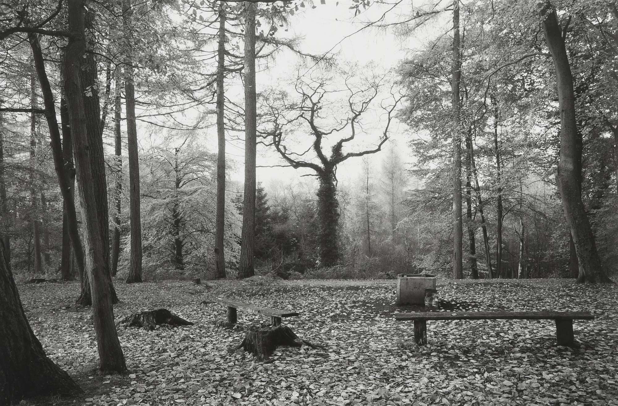 Fay Godwin | SPEECH HOUSE PICNIC PLACE, FOREST OF DEAN (1985) | MutualArt
