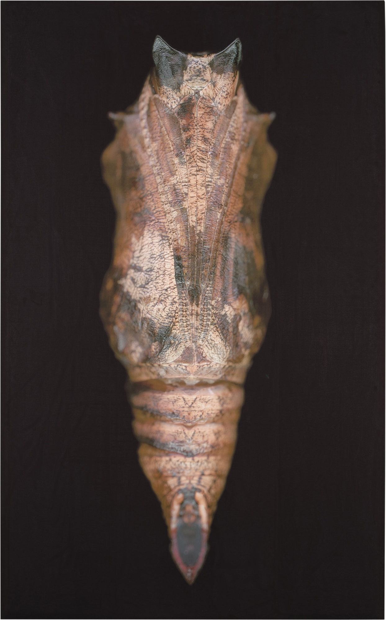 Adam Fuss | ARK (2005) | MutualArt