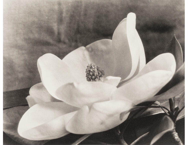 Imogen Cunningham | The First Magnolia | MutualArt