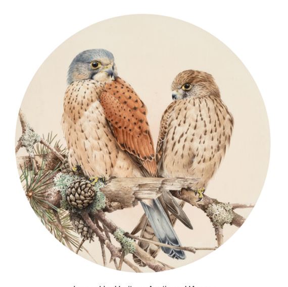 American School, 20th Century | Birds of Europe Franklin Mint Plate ...