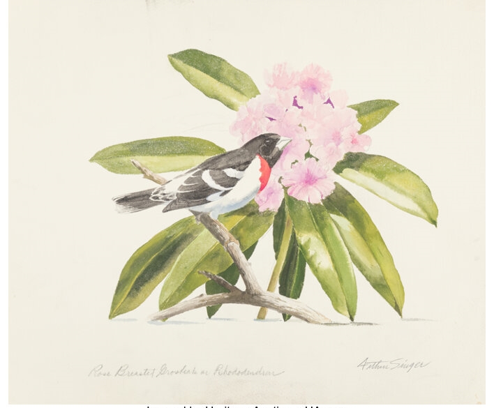 Arthur B. Singer | Group of Eleven Woodland Bird Paintings | MutualArt