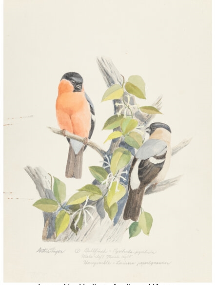 Arthur B. Singer | Group of Eleven Woodland Bird Paintings | MutualArt