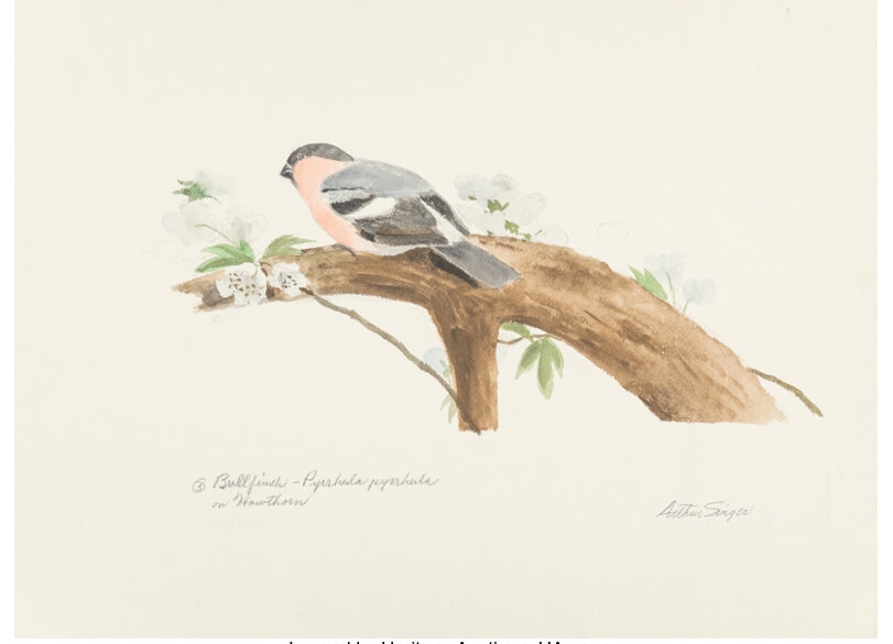 Arthur B. Singer | Group of Eleven Woodland Bird Paintings | MutualArt