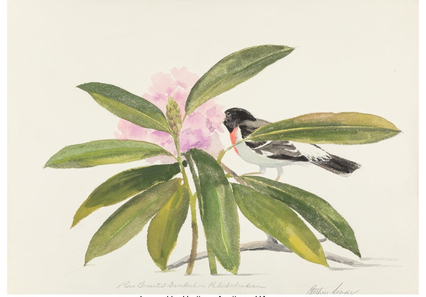 Arthur B. Singer | Group of Eleven Woodland Bird Paintings | MutualArt