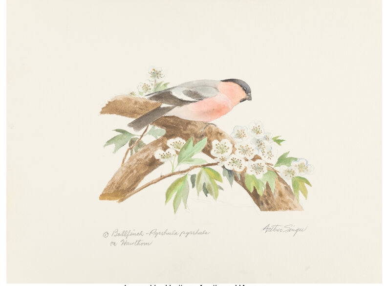 Arthur B. Singer | Group of Eleven Woodland Bird Paintings | MutualArt