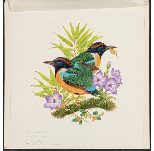 Robin Hill | Group of Three Illustrations for Robin Hill's Novel Birds ...