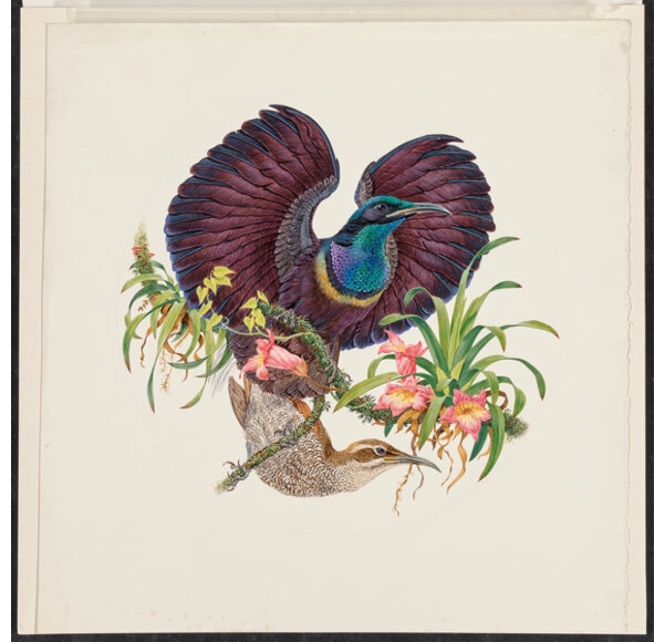 Robin Hill | Group of Three Illustrations for Robin Hill's Novel Birds ...