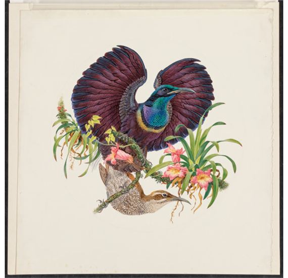 Robin Hill | Group of Three Illustrations for Robin Hill's Novel Birds ...