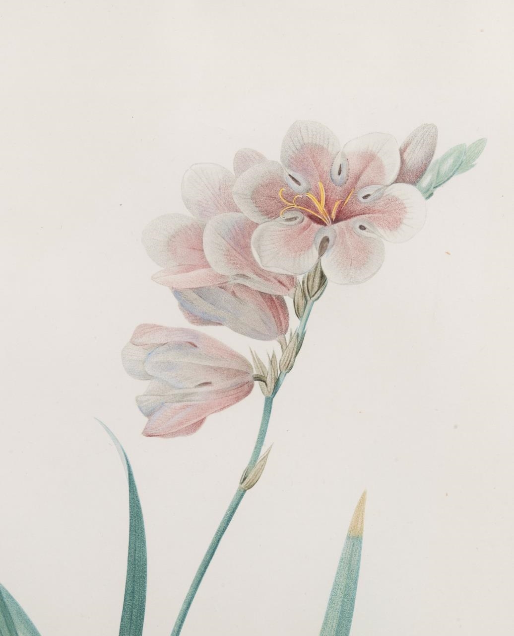 Pierre-Joseph Redoute | Ixia hyalina (Tritonia squalida) | MutualArt