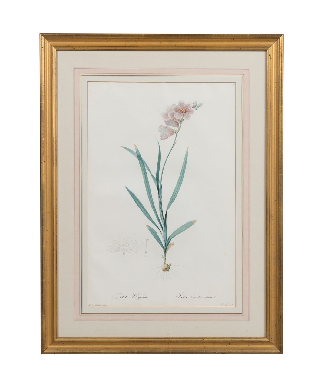 Pierre-Joseph Redoute | Ixia hyalina (Tritonia squalida) | MutualArt