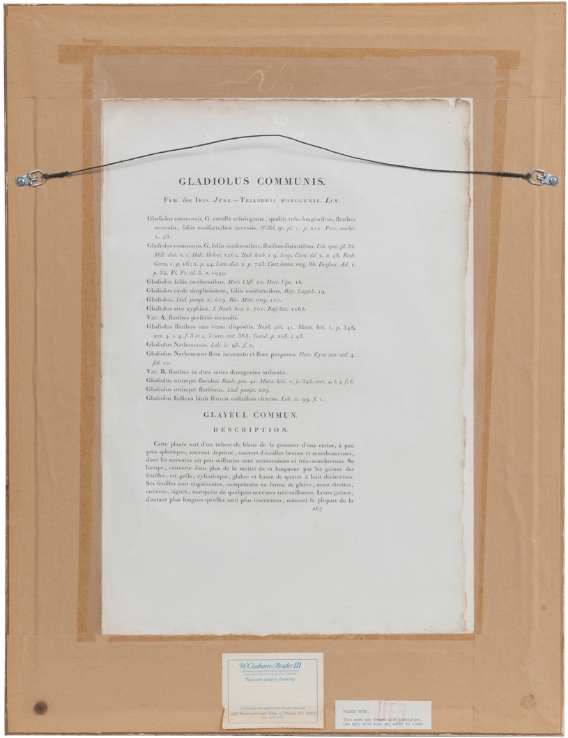 Pierre-Joseph Redoute | Ixia hyalina (Tritonia squalida) | MutualArt