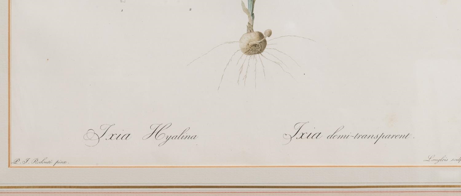 Pierre-Joseph Redoute | Ixia hyalina (Tritonia squalida) | MutualArt