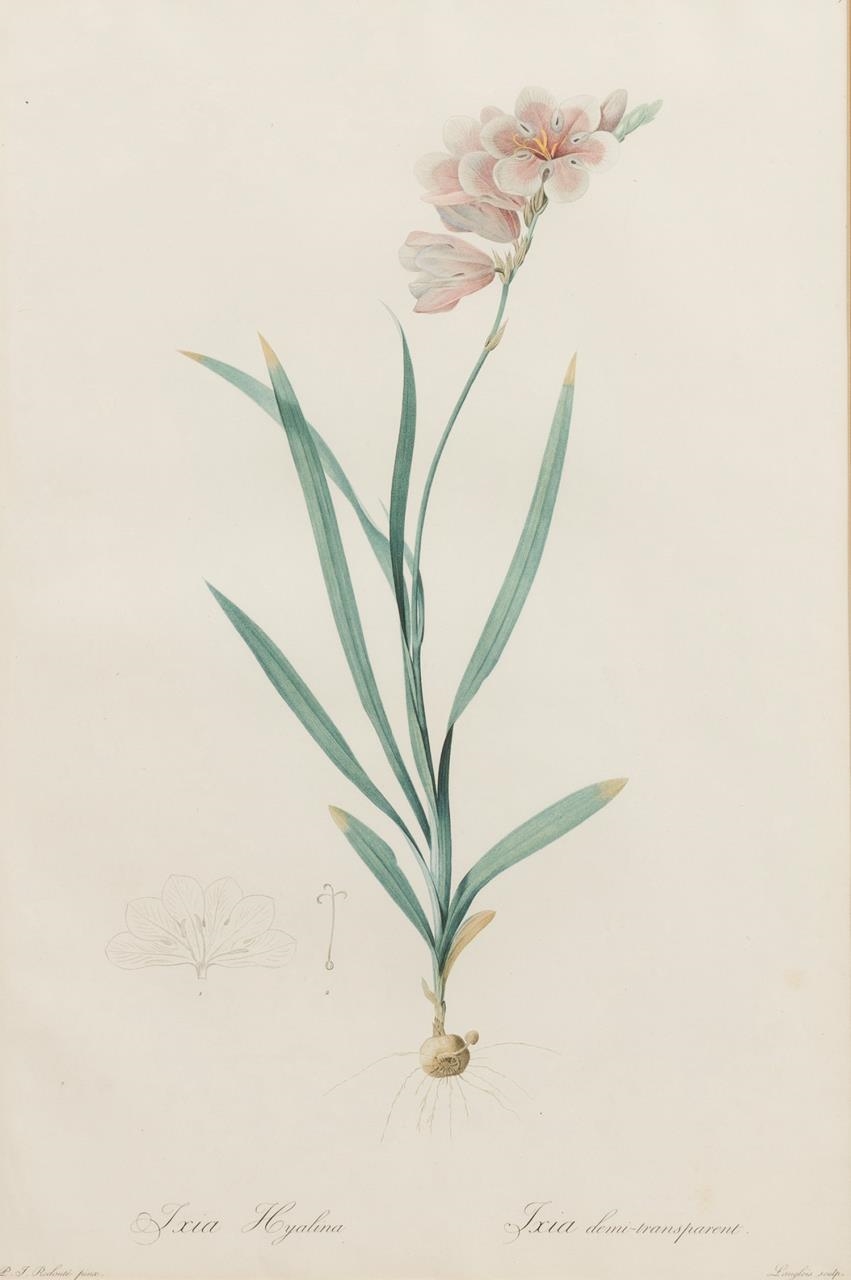 Pierre-Joseph Redoute | Ixia hyalina (Tritonia squalida) | MutualArt